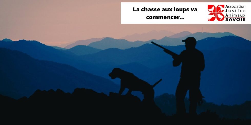 La chasse aux loups commence en France | Association Justice Animaux Savoie
